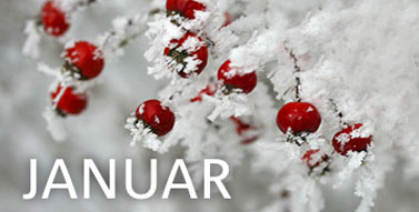 Kompetenz und Qualität für Ihren Garten | WOLF-Garten