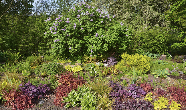 Bodendecker - immergrün und pflegeleicht | WOLF-Garten