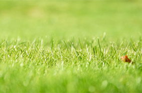 Der richtige Rasen - Tipps & Tricks | WOLF-Garten